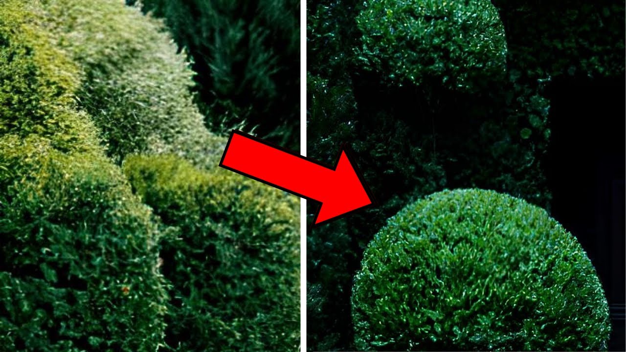 Enjoying the Process of Cutting Bushes - YouTube