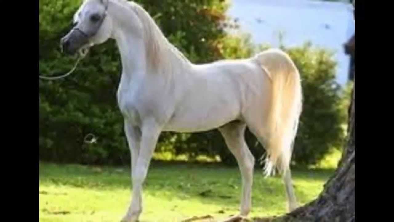 Legszebb Lovak - YouTube