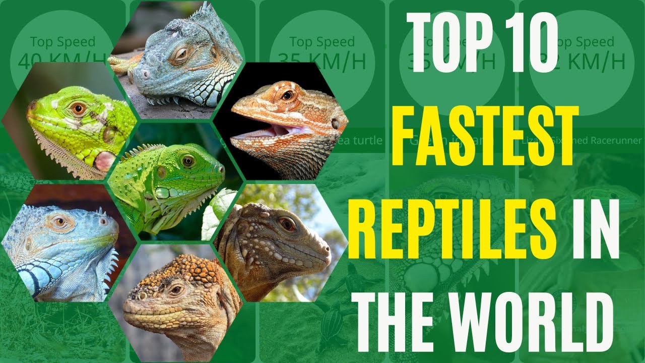Top 10 Fastest Reptiles In The World - YouTube