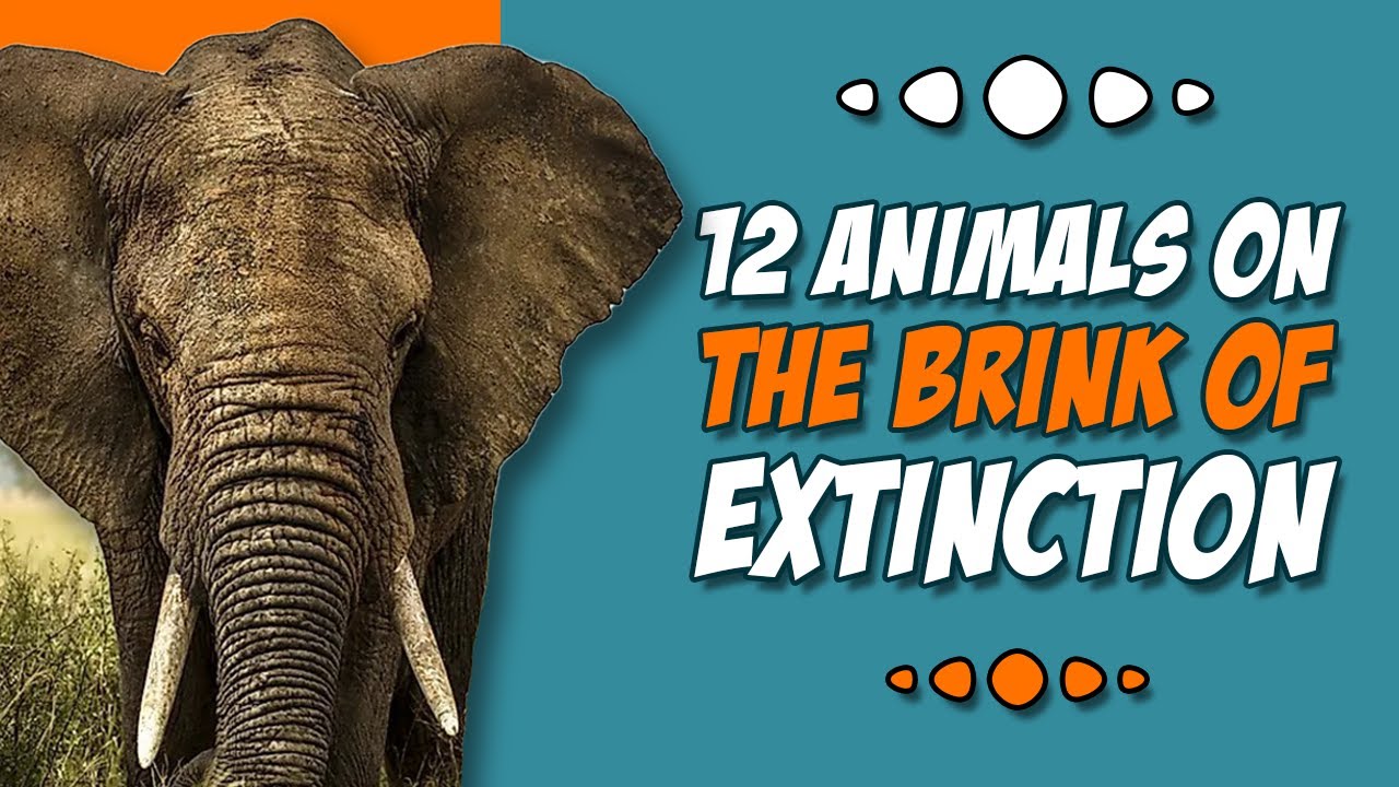 Endangered Wildlife! | Animals on the Brink of Extinction - YouTube
