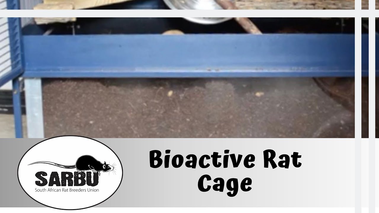 Setting up and Maintaining a Bioactive Rat Cage - YouTube