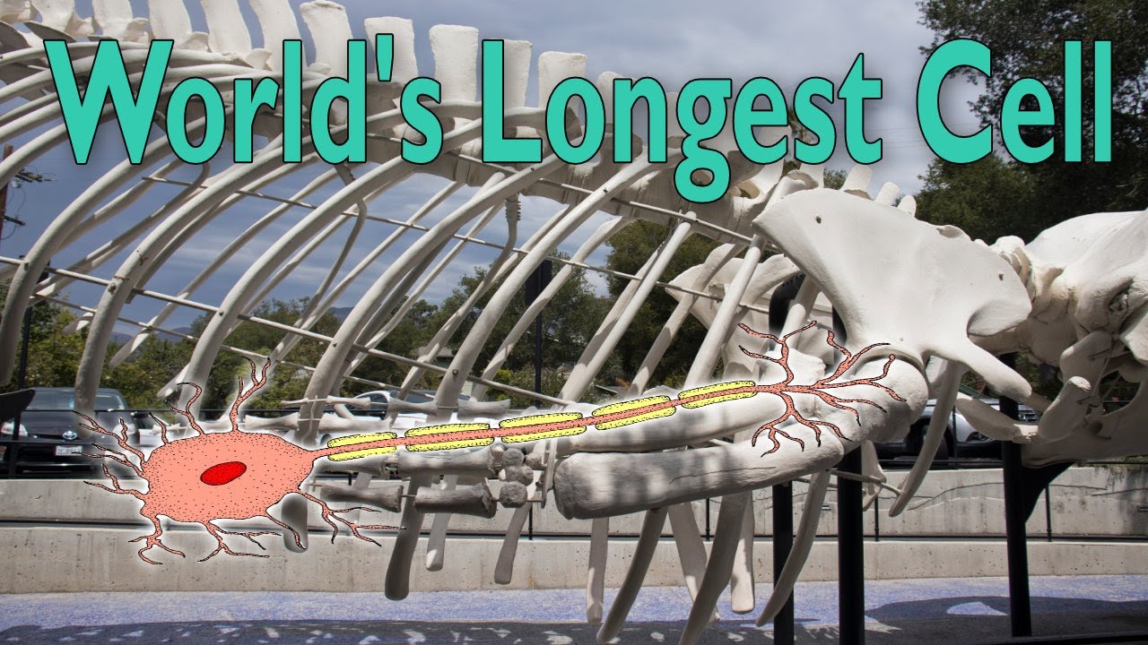 World s Longest Cell YouTube World s Longest Cell YouTube