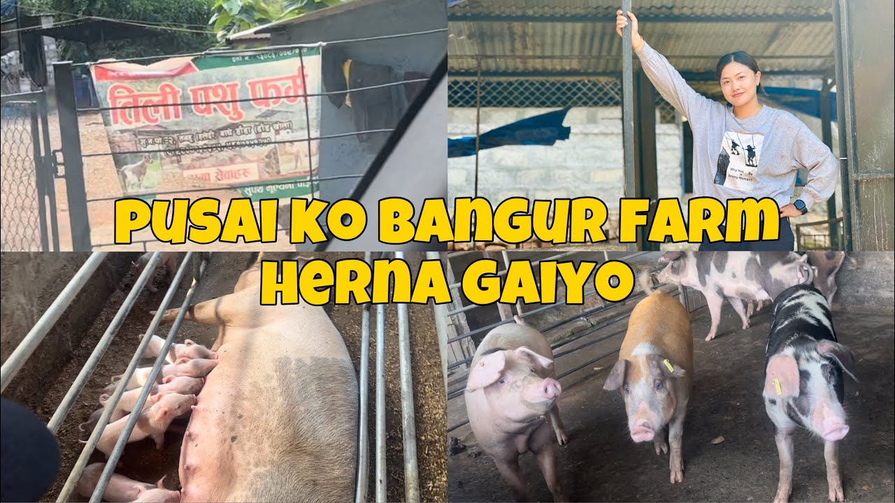 VLOG-48 ️ ️ ️Newly born baby Bangur 🐷🐷herna pusai ko farm gaiyo #pork ...