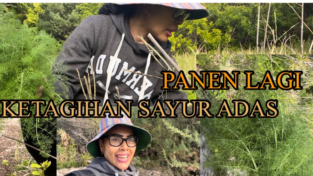 PANEN SAYUR ADAS LAGI || BUAT STOCK || HASIL MELIMPAH DAPAT SATU TAS ...