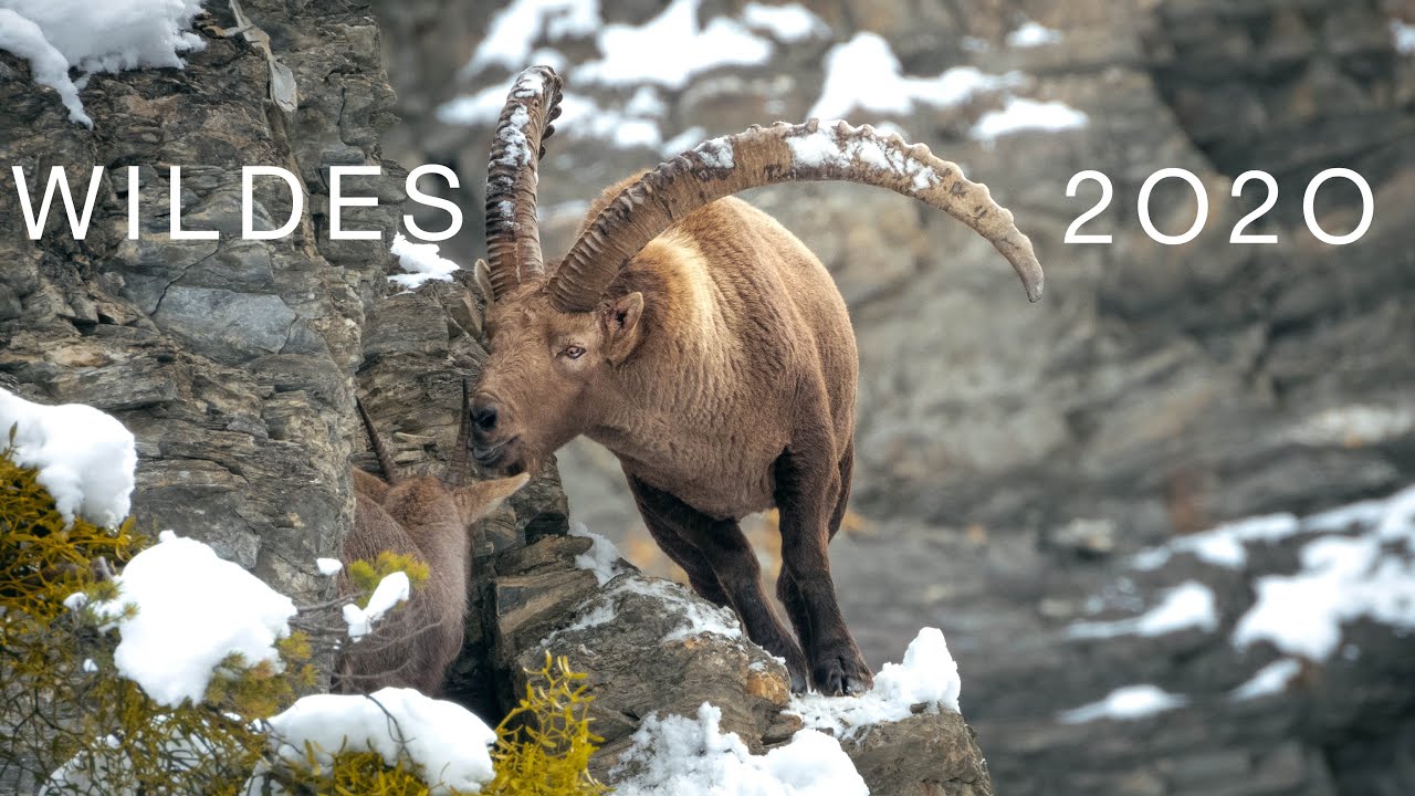 Wildes 2020 - YouTube