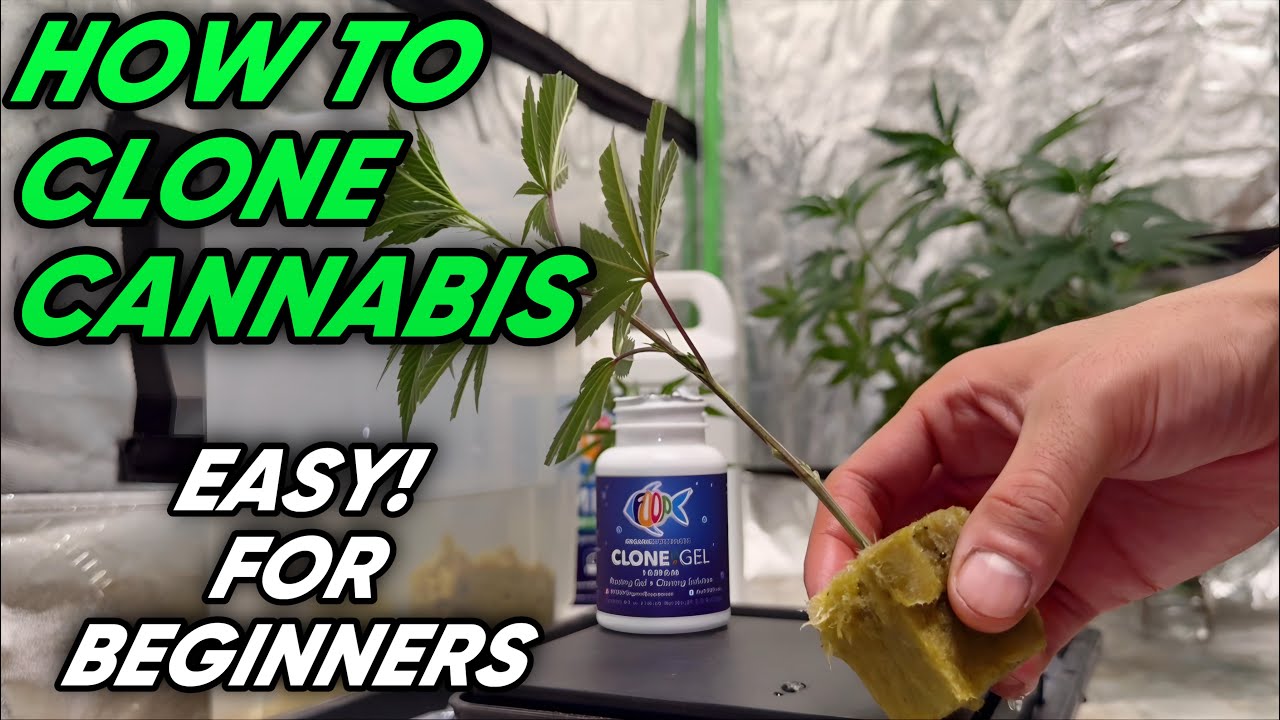 How To Clone Cannabis Easy Step By Step For Beginners! FOOP Clone Gel - YouTube