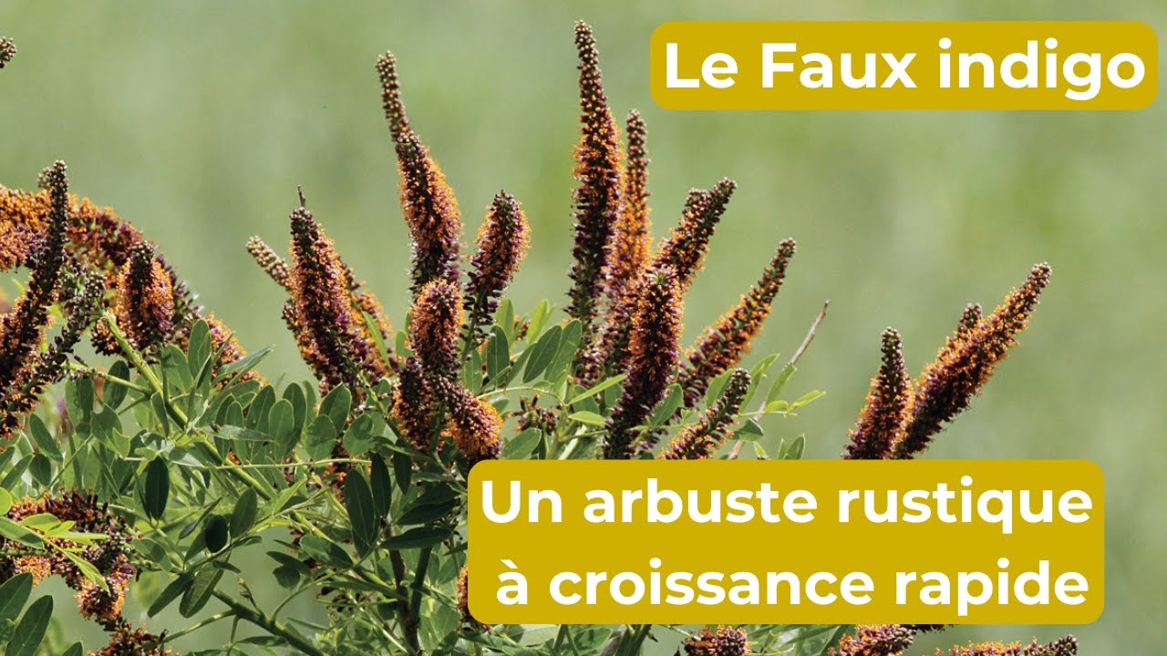 Le Faux indigo, un arbuste qui peut pousser (presque) partout. - YouTube