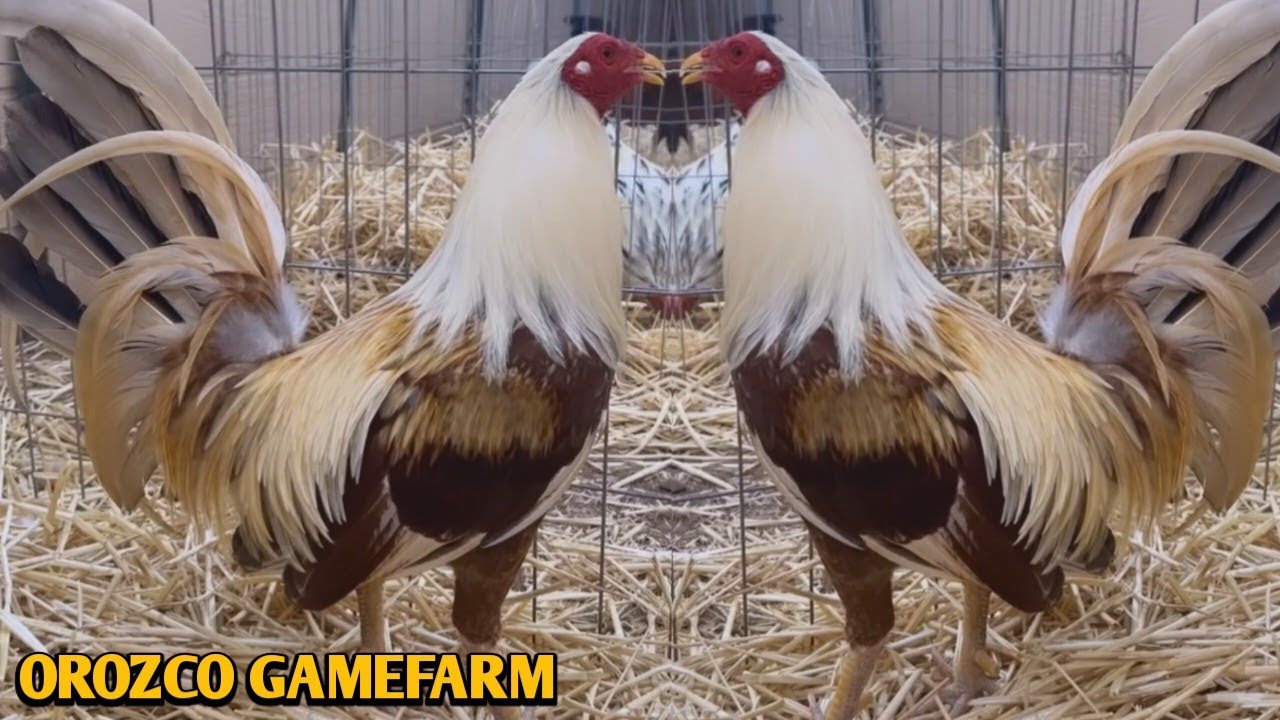 Pumpkin Spangle hatch Albany - OROZCO FARM - YouTube