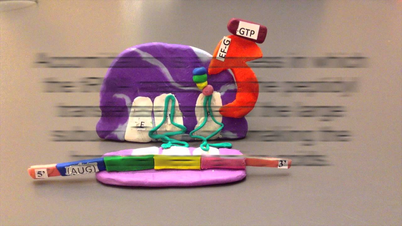 Translation of Prokaryotes (Animation) - YouTube