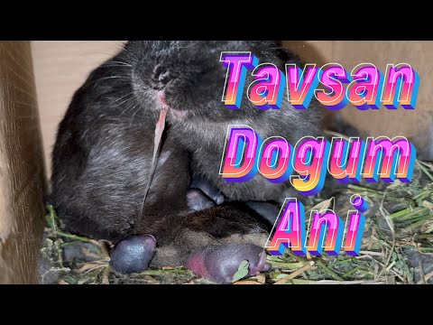 TAVŞANIN DOĞUM ANI MÜKEMMEL BİR DURUM #tavşanlar