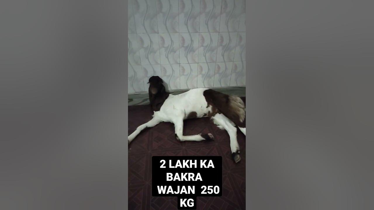 2-lakh-ka-bakra-youtube