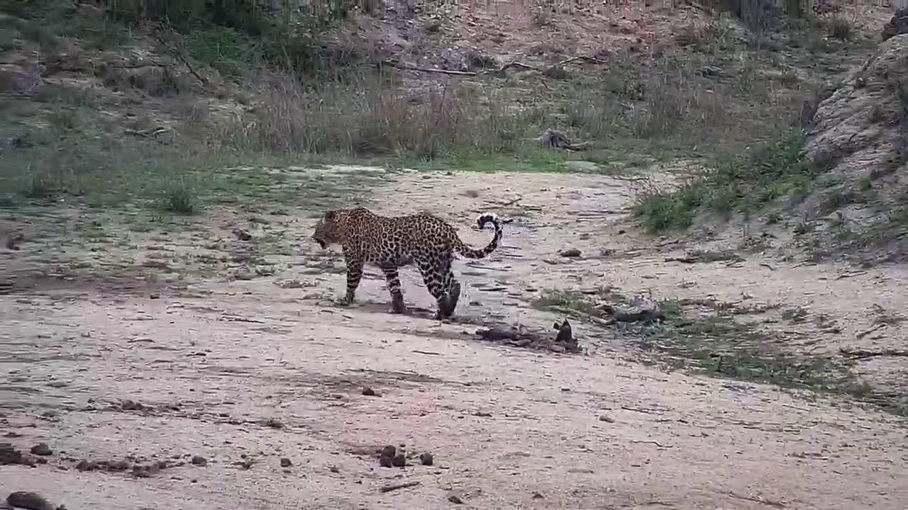 Djuma: Leopard-Tlalamba female - 15:30 - 10/10/20 - YouTube