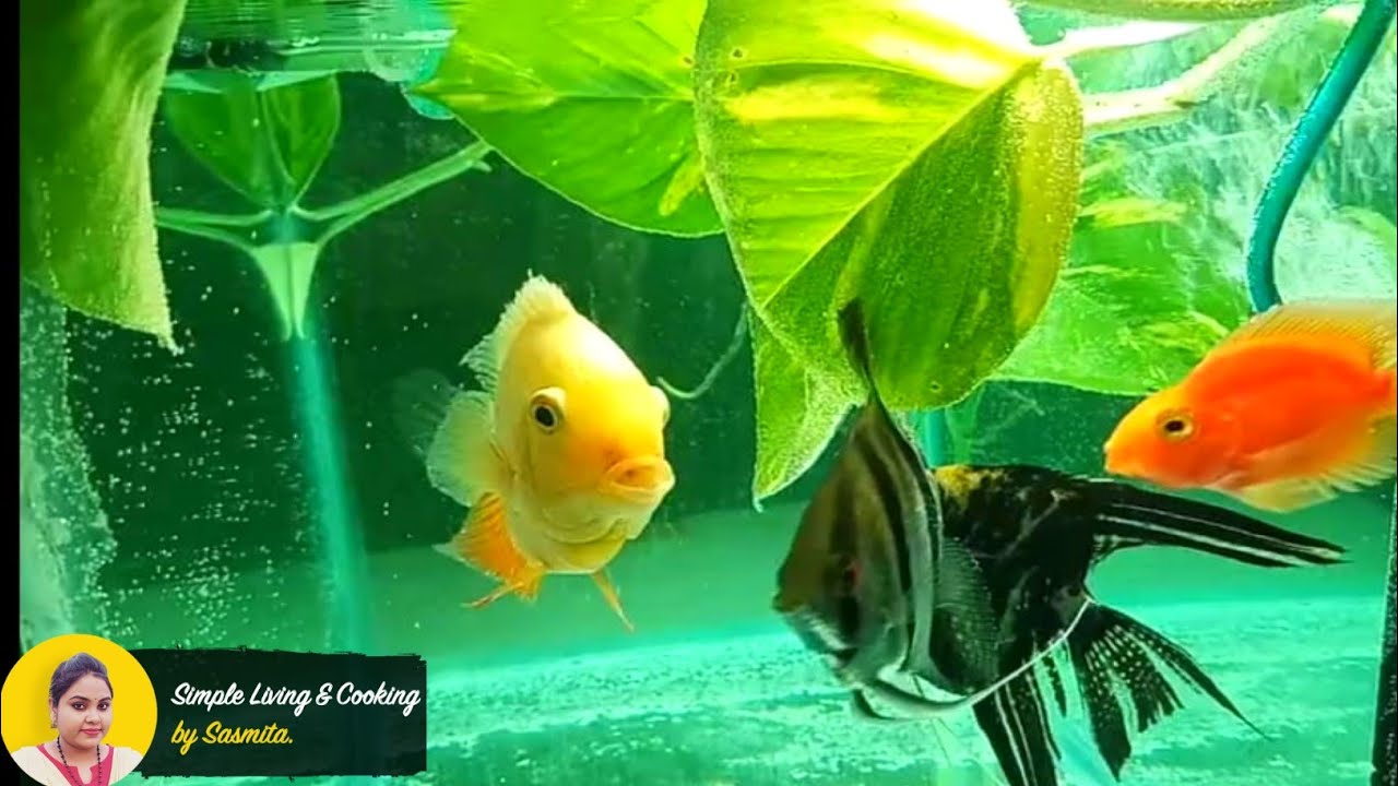 Fish Video | Aquarium - YouTube