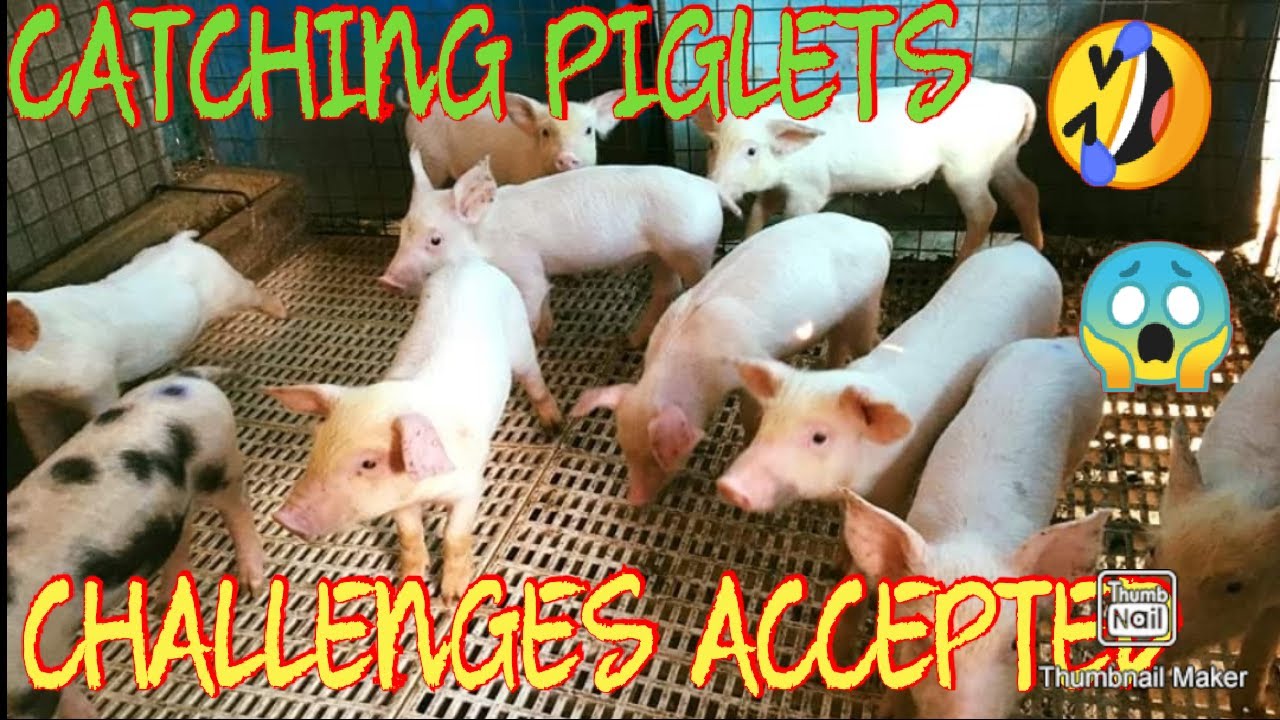 #funninessvideo#challenge# CATCHING PIGLETS CHALLENGES - YouTube