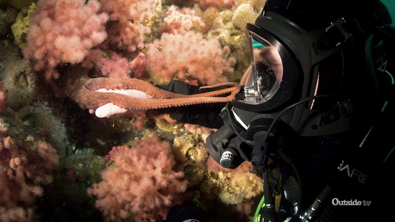 Diving in Canada's Icy Emerald Sea | Descending - YouTube