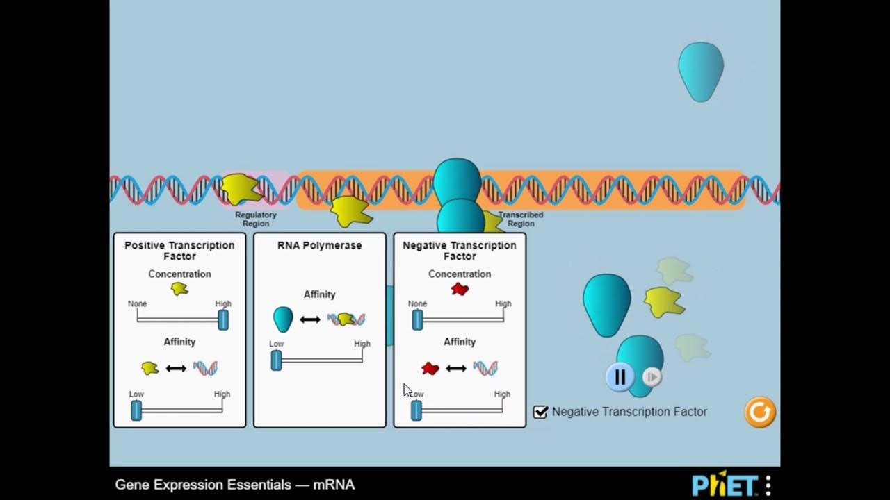 Gene Expression Essentials - mRNA - YouTube