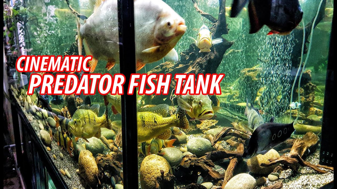 Cinematic Predator Fish Tank - YouTube
