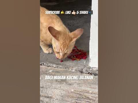 Bagi makan kucing jalanan - YouTube