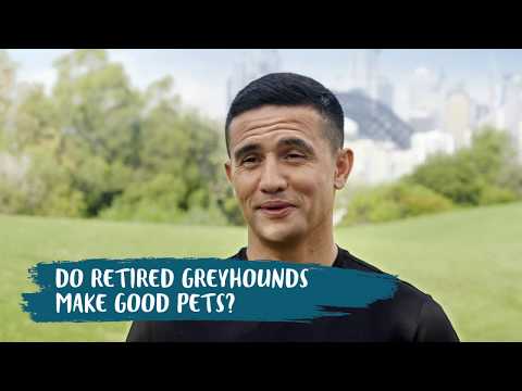 GAP NSW Tim Cahill Series - Do greyhounds make great pets?