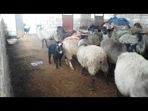 Ramanov Qoyunu 051 783 73 73.