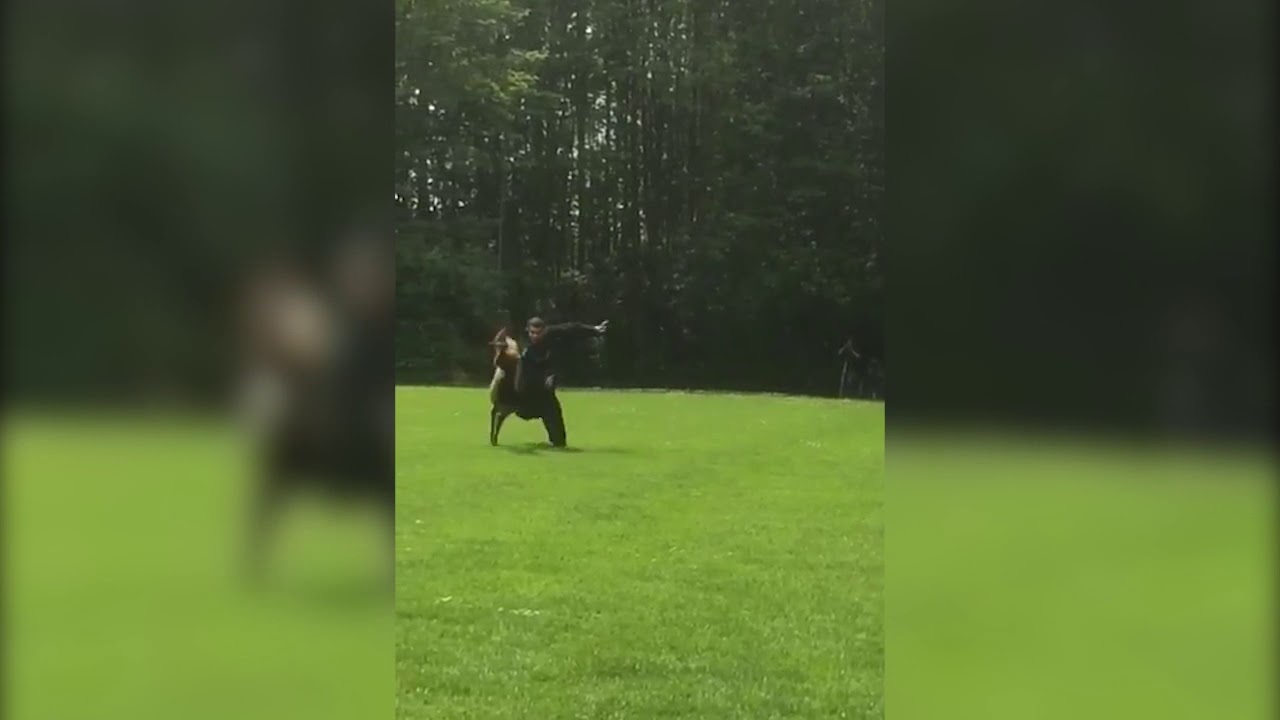 Scott's K9 Trainer Working on Bite Work with Guard Dog - YouTube