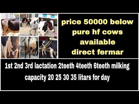 Pure hf cows available l milk 20 25 30 35 litars/day