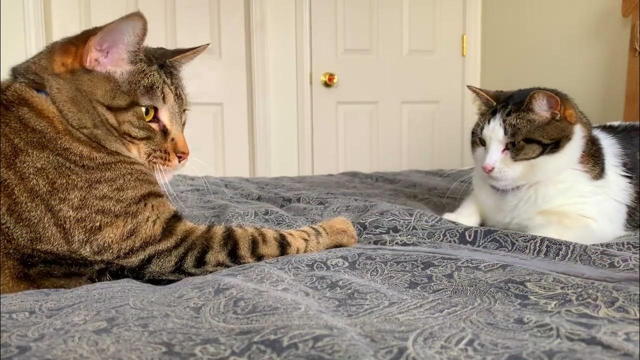 Attempt to exercise two lazy cats that won't play... - YouTube