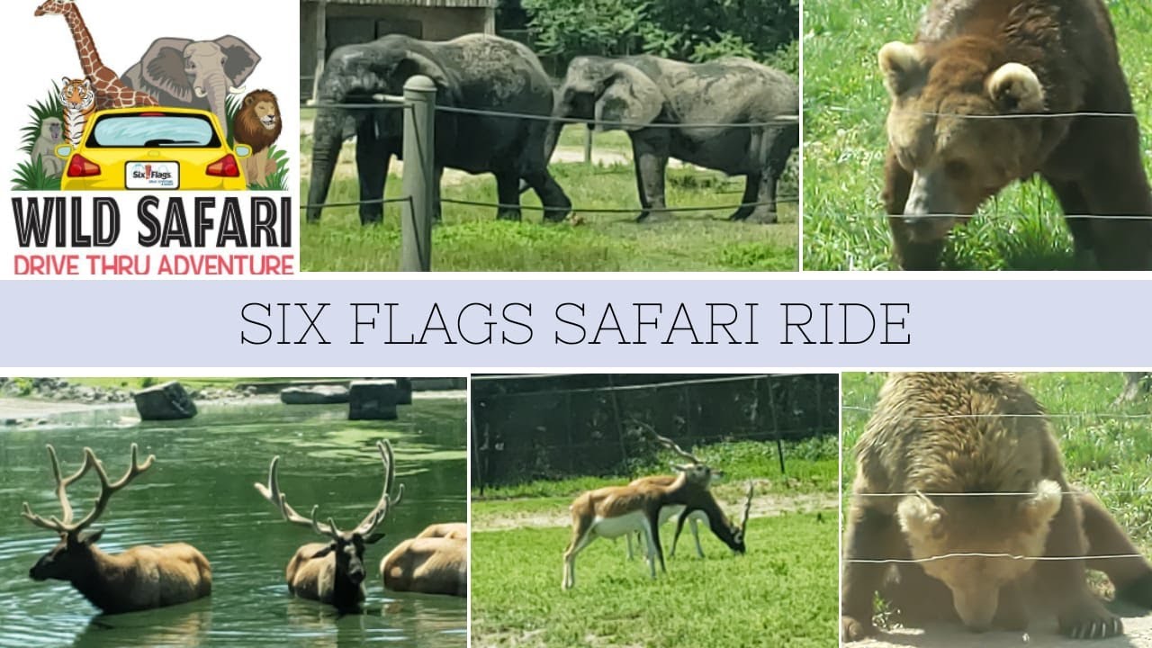 Six Flags Safari Zoo Ride USA/வாங்க animals பார்க்கலாம்/ America Zoo ...