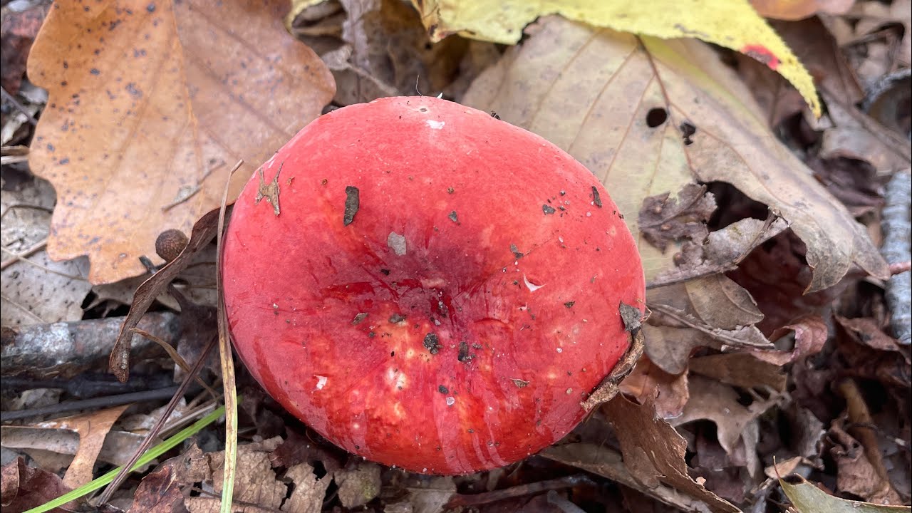 Sick Or Toxic Mushroom? - YouTube