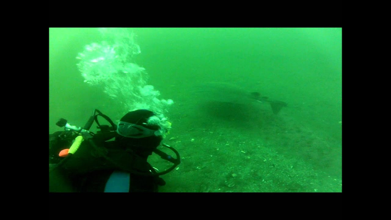 Torpedo Ray Gloucester Cape Ann MA Folly Point - YouTube
