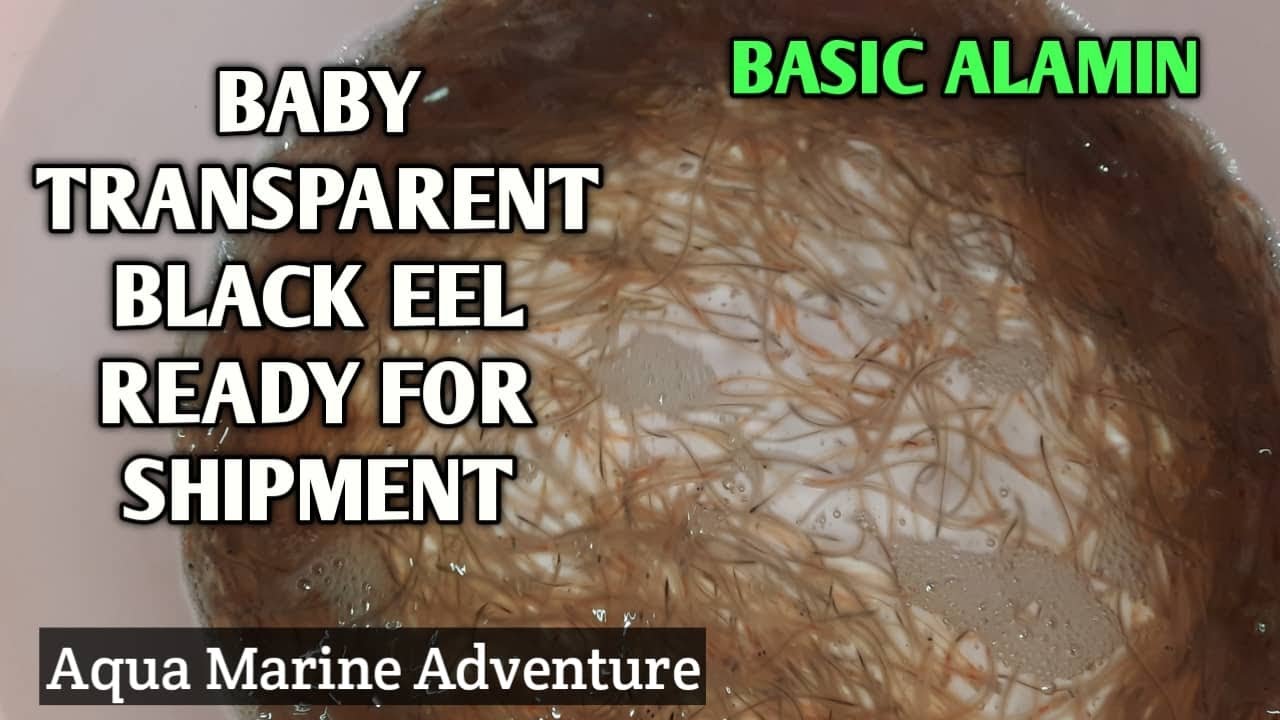 TRANSPARENT EEL ELVERS READY FOR SHIPMENT FOR CULTURE FARMING - YouTube