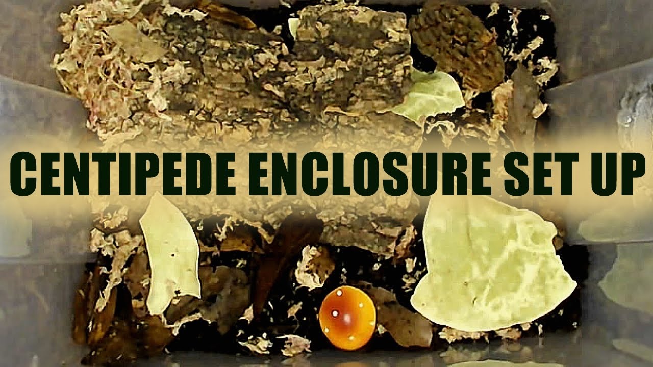 Setting Up A Centipede Enclosure! // NEW PET CENTIPEDE!!! - YouTube