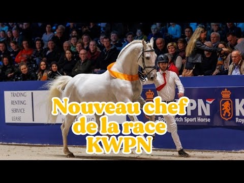 L'étalon Untouchable: Nouveau chef de la race KWPN - YouTube