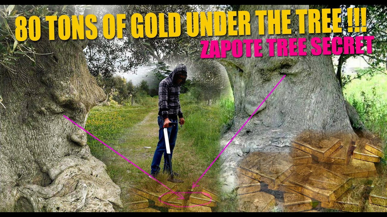 ZAPOTE TREE SECRETS 11 TONS OF GOLD BARS UNDER THE OLD TREES - YouTube