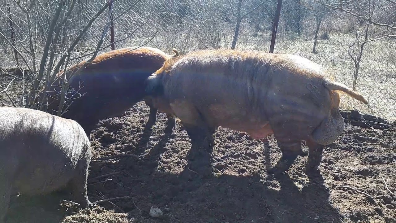 Duroc pur in libertate-scroafe si vier Duroc(Red Jersey) - YouTube