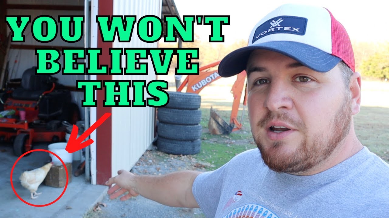 You HAVE To See This! A New Stalking Chicken | Cooking Goat Meat On the ...