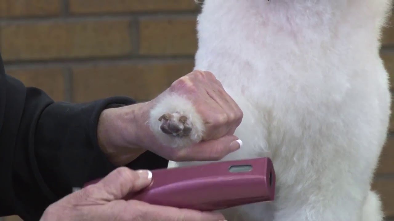 Dog Grooming - Preparing a Poodle for Certification Testing or Contest ...