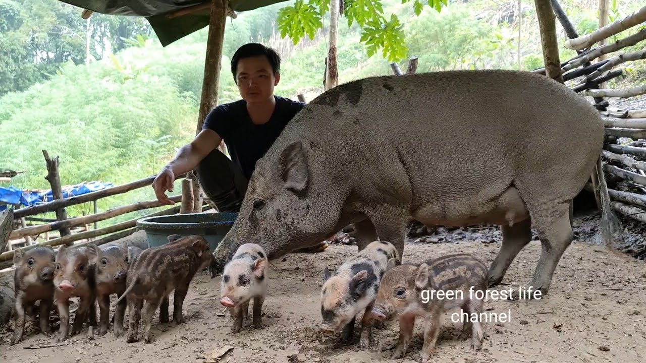 So cute 7 wild piglets. Caring and picking melons. Green forest life (ep211) - YouTube