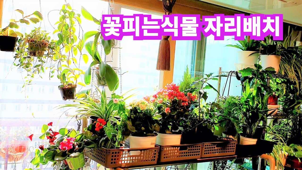 공기정화식물 거실에서도 잘자라는 식물소개 겨울관리 관엽식물 자리배치하기 카랑코에 칼란디바 베고니아 일일초 사랑초 게발선인장