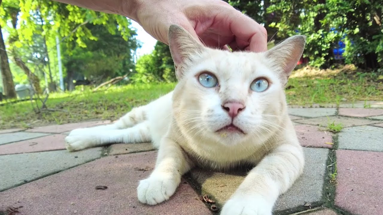 Handsome tomcat with blue eyes gets some petting and a head massage ...