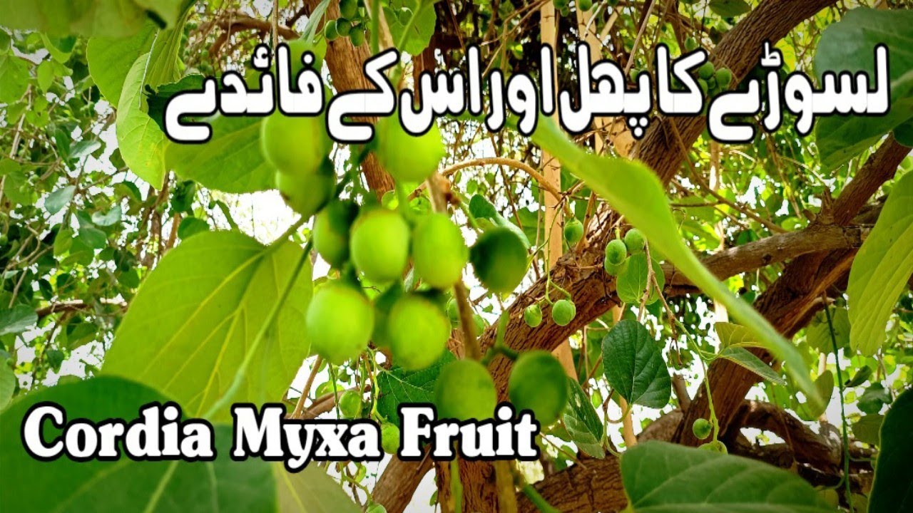 Health Benefits Of Lasoda | Lassora | Cordia Myxa - YouTube