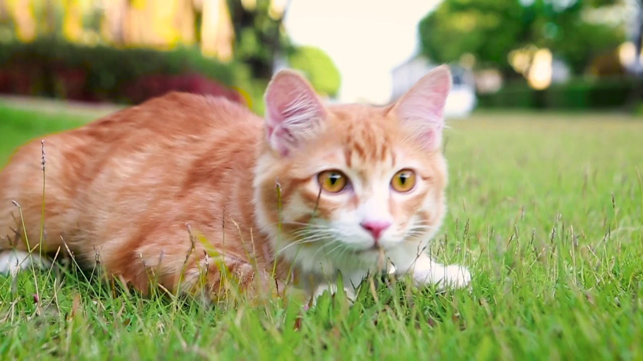 Cats hunting lizards! Gourmet Delight Cat Food - REAL Meat - Grain Free ...