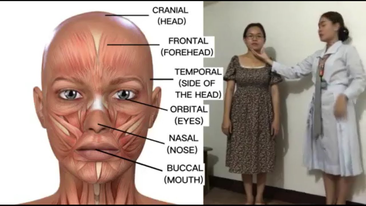 TERMS AND GENERAL PLAN BODY [ ANATOMY & PHYSIOLOGY ] - YouTube