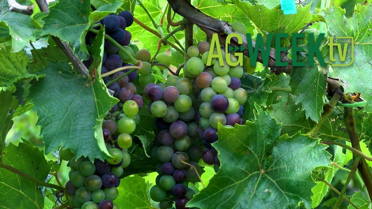 Local winery helps develop winter hardy grapes - YouTube