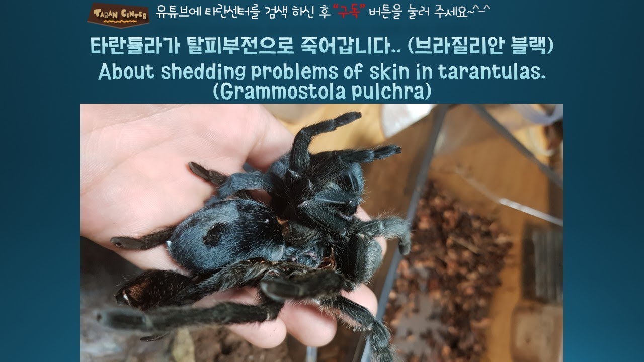 타란튤라가 탈피부전으로 죽어갑니다..탈피부전에대하여. // About shedding problems of skin in tarantulas.(G.pulchra) - YouTube
