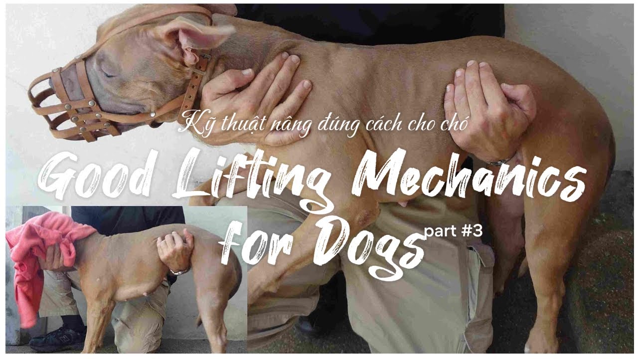 Good Lifting Mechanics for Dogs - Kỹ thuật nâng đúng cách cho chó - YouTube