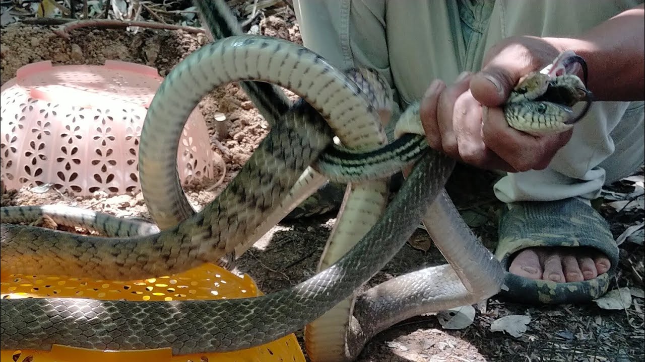 Creative Build a quick and easy snake trap using a machete to take ...