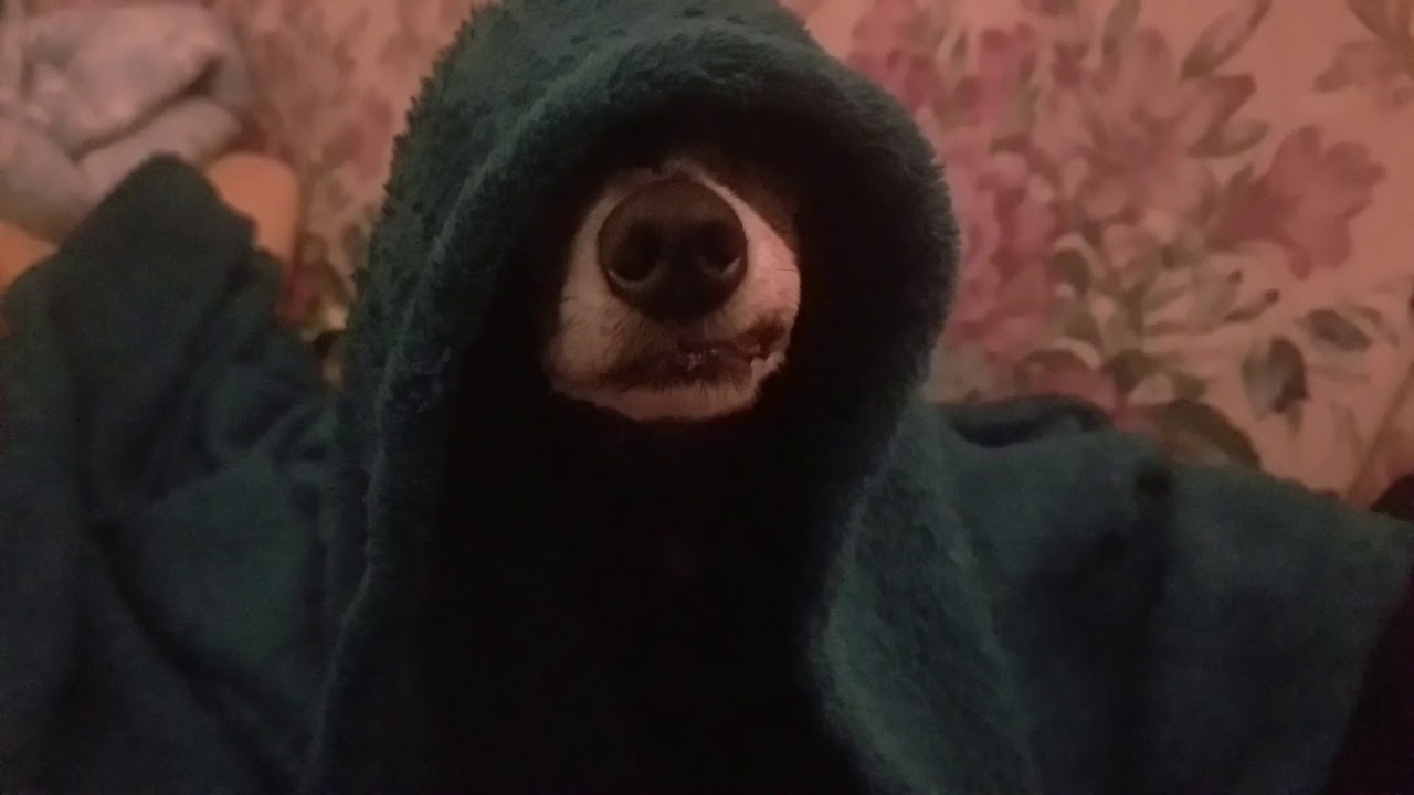 Dog Sidious - YouTube