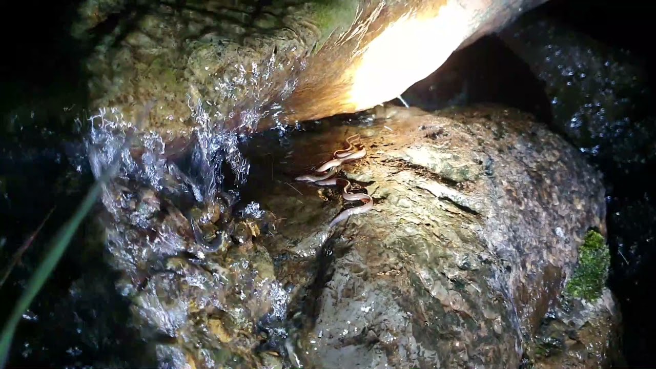 Climbing eels in nature - YouTube