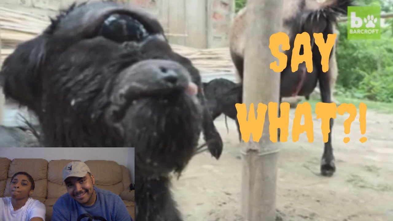 "CYCLOPS" BABY GOAT REACTION!! - YouTube